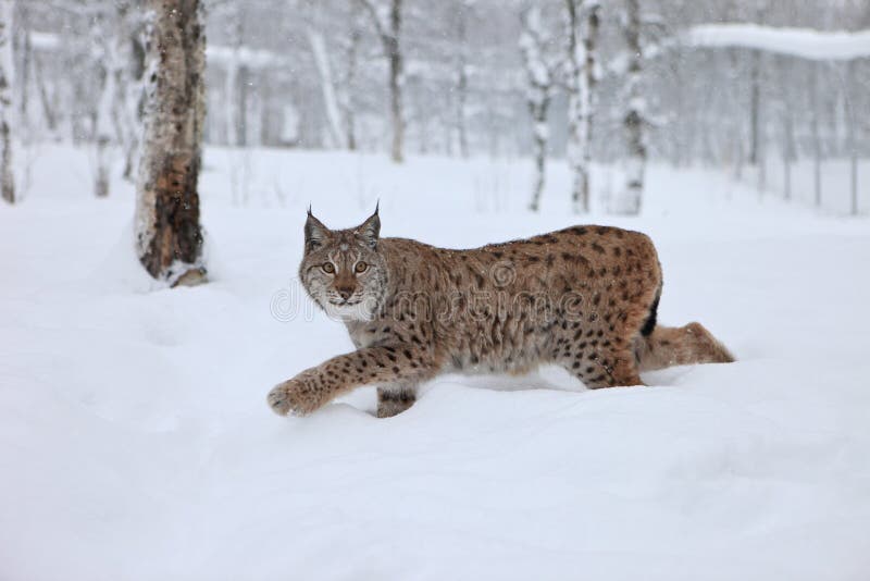 Female Lynx runs stock photo. Image of stalk, scared - 14232574