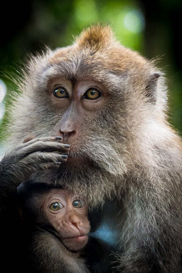Female Macaque Monkey with Cub at Monkey Forest, Bali, Indonesia Stock ...