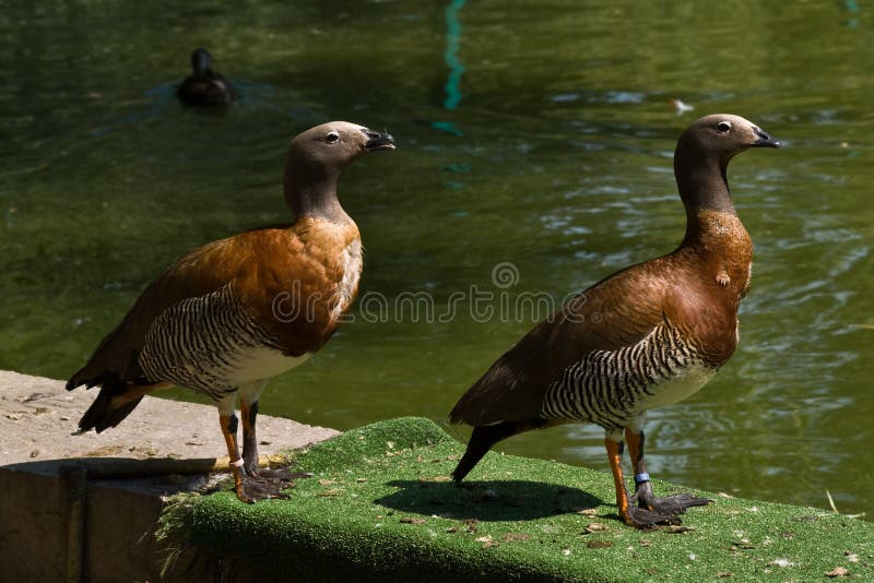 Female Magellan Geese stock photo. Image of picta, animal - 13417878