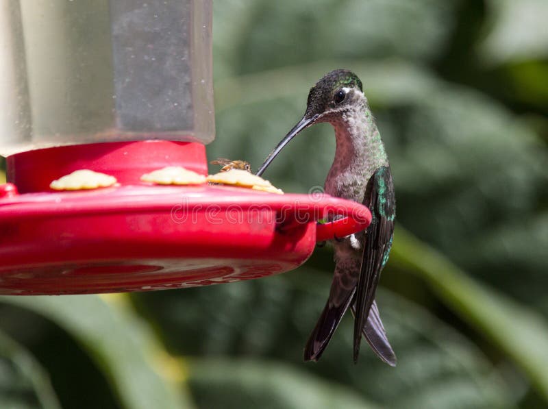 Female Magnificent Hummingbird Stock Image - Image of avian, beautiful ...