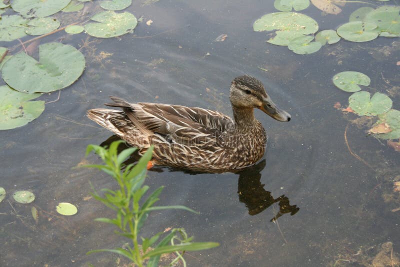 A Female Malard Duck stock image. Image of swimming, beak - 5518513
