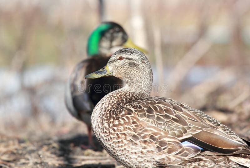 Female and male duck stock image. Image of animal, quebec - 30278609