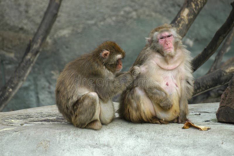 Female Male Monkey Love Wild Stock Image - Image of female, monkey ...