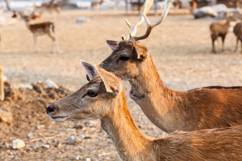 Female and male wild dear stock image. Image of brown - 31301229
