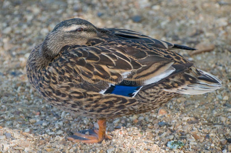 Female Mallard stock image. Image of brown, male, colorful - 24115309