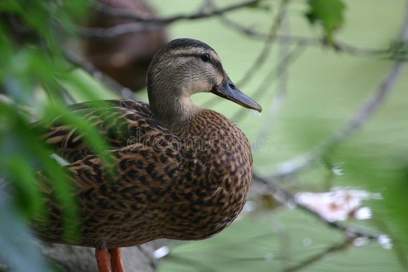 A female fat mallard duck stock photo. Image of color - 150447928