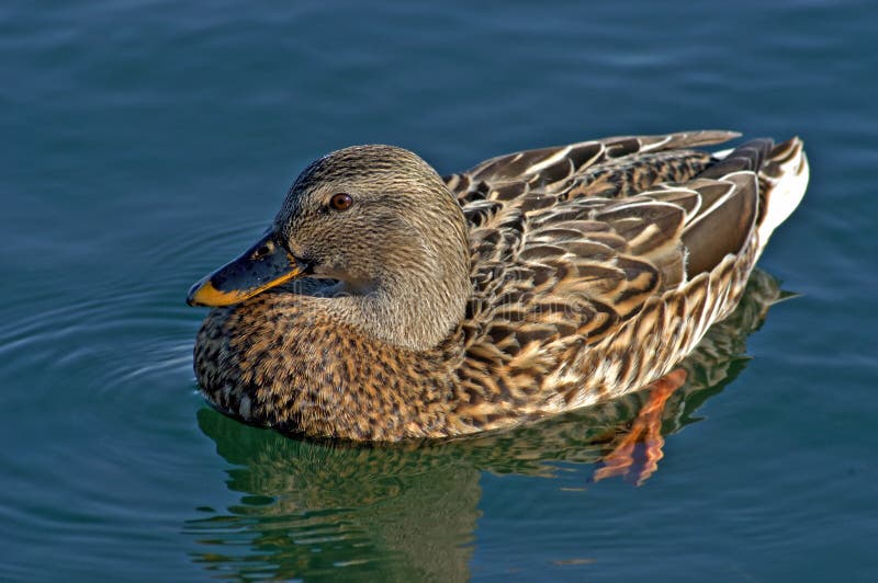 Female mallard duck stock image. Image of blue, edge - 29806679