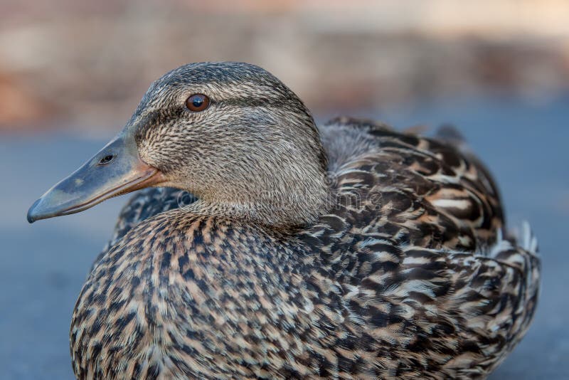 Front View Mallard Duck Stock Photos - Download 167 Royalty Free Photos