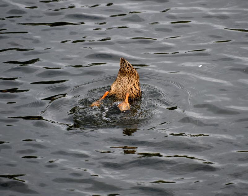 Mallard eating a Fish stock image. Image of wings, wildllife - 10172671