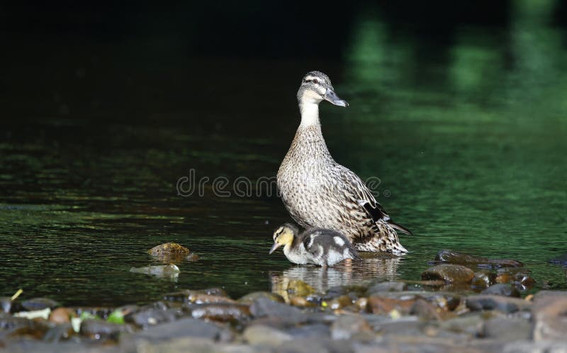 Female Mallard Duck Down on the River Stock Photo - Image of forest ...