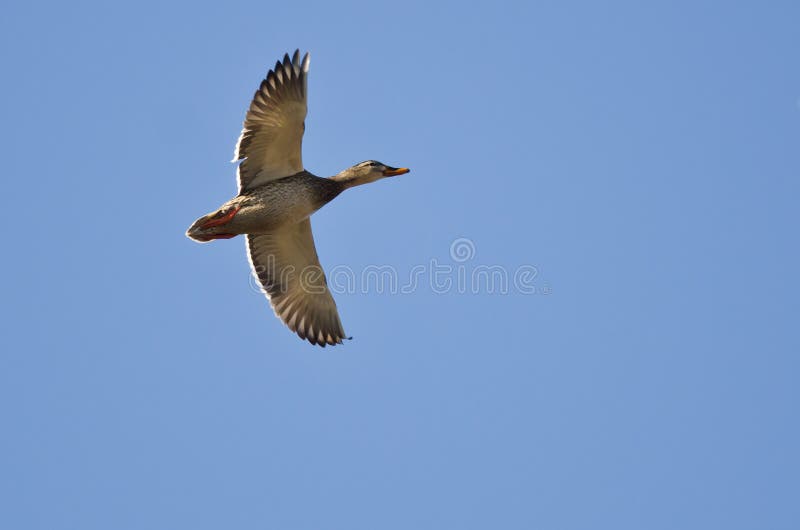 Female Mallard Duck Flying in a Blue Sky Stock Image - Image of wild ...