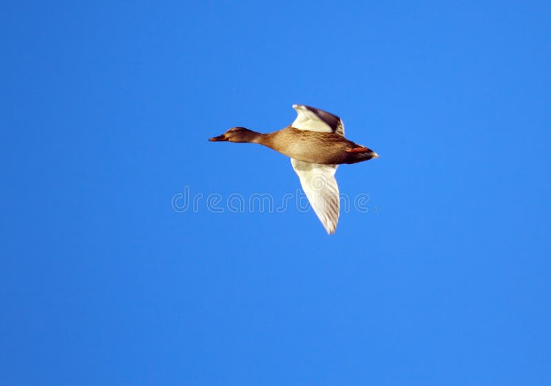 Female mallard duck flying stock photo. Image of park - 36221730