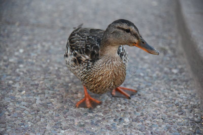 Female Mallard Duck on the Ground Stock Image - Image of forest ...