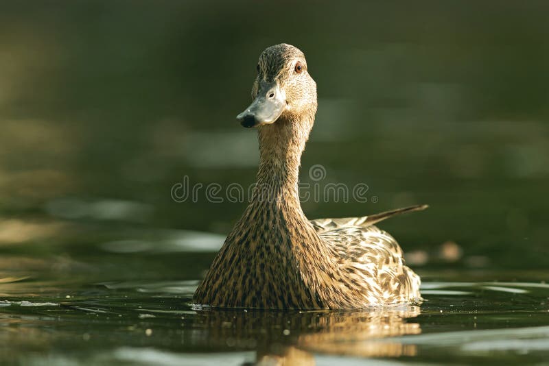 Female Mallard Duck Looking at the Camera Stock Photo - Image of length ...