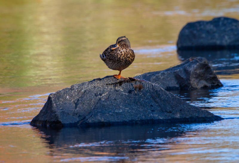 Female Mallard Duck Perched on Rock in Stream Stock Image - Image of ...