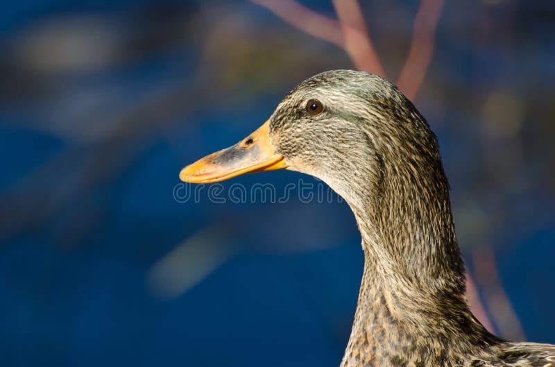 Female Mallard Duck Profile Stock Image - Image of profile, bird: 36707617