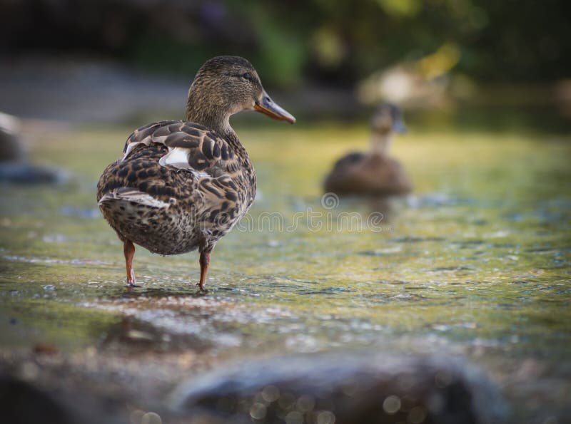 Female Mallard Duck Standing on a Beach Stock Image - Image of brown ...