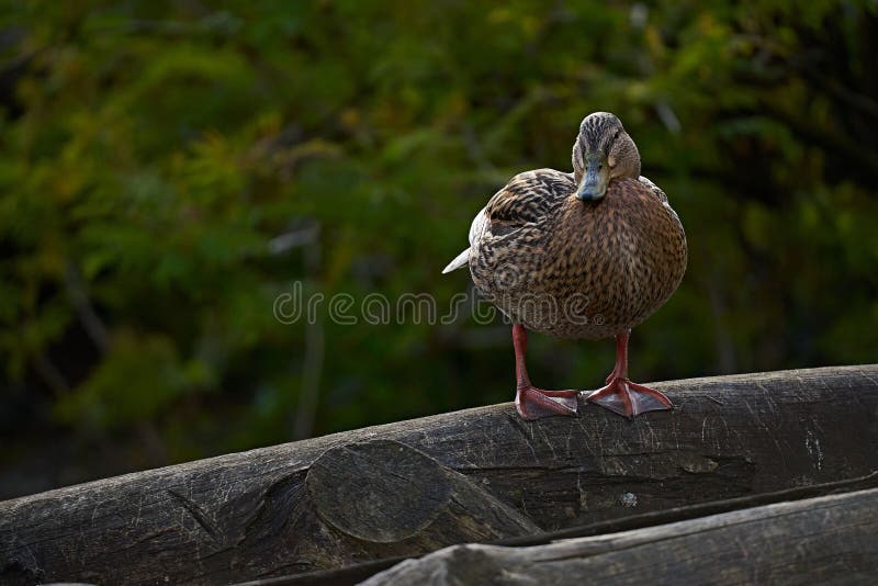 Female Mallard Duck Standing on a Log Stock Image - Image of outdoors ...