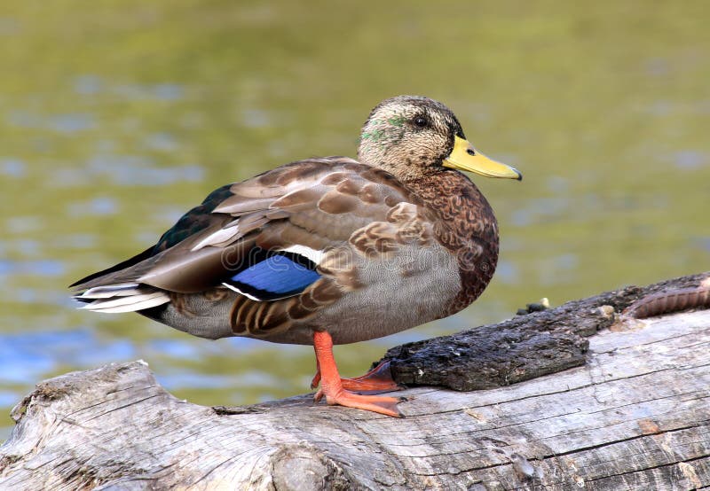 Female Mallard Duck on Tree Stock Photo - Image of drifting, duck: 44446806