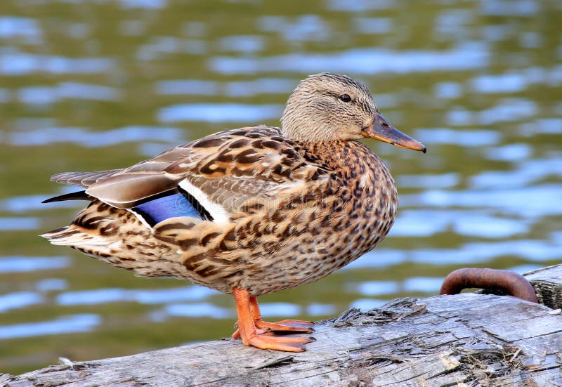 Female Mallard Duck on Tree Stock Photo - Image of ducks, closeup: 44446810