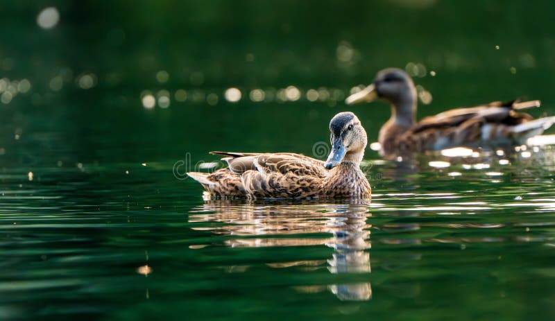 Cute Female Mallard Ducks on a Lake Stock Photo - Image of water, river ...