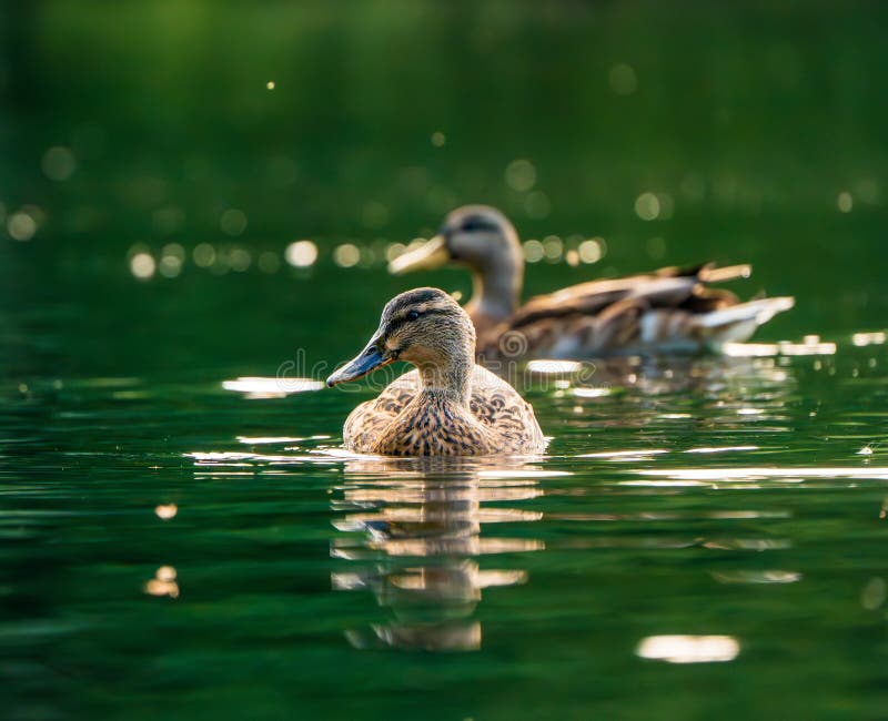 Cute Female Mallard Ducks on a Lake Stock Image - Image of mallard ...