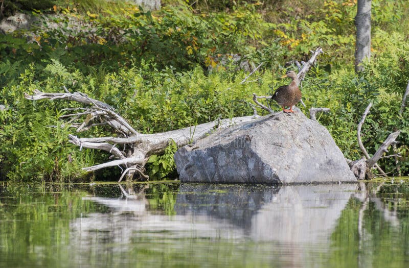 Female Mallard Resting Boulder Stock Photos - Free & Royalty-Free Stock ...