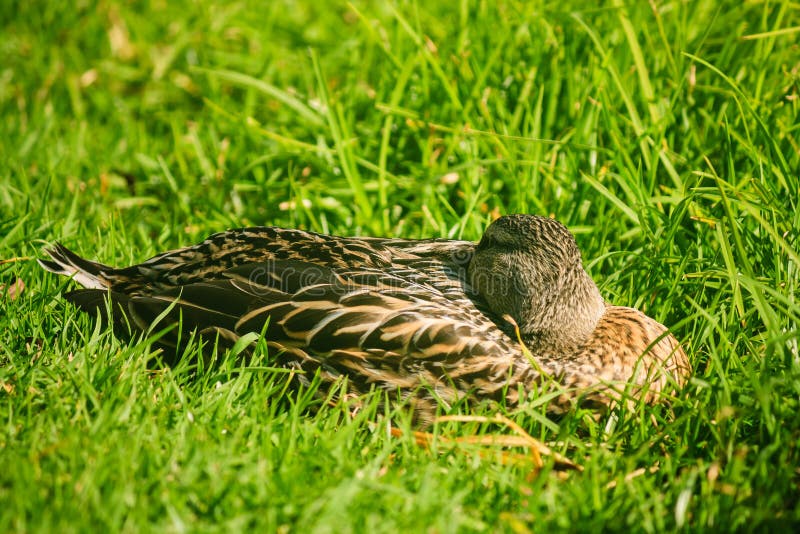 Female Mallard Resting on Grass Stock Photo - Image of duck, feathers ...