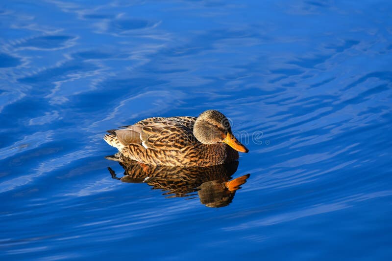 Female mallard swimming stock photo. Image of ornithology - 87456024