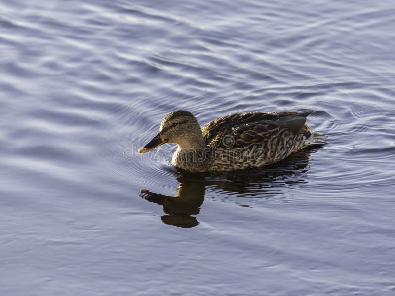 Female Mallard in Water stock image. Image of female - 80702253