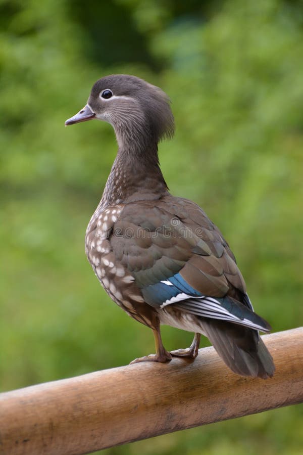 Female Mandarin Duck Waiting for the Partner Stock Image - Image of ...