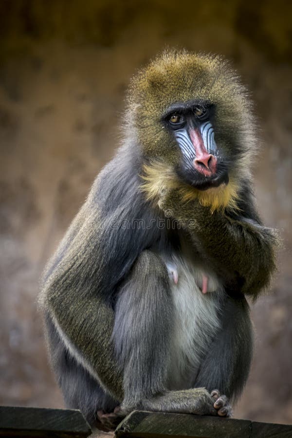 Female Mandrill monkey stock image. Image of outdoor - 102048383