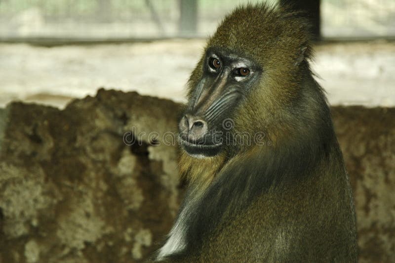 Female mandrills stock image. Image of monkey, african - 3769609