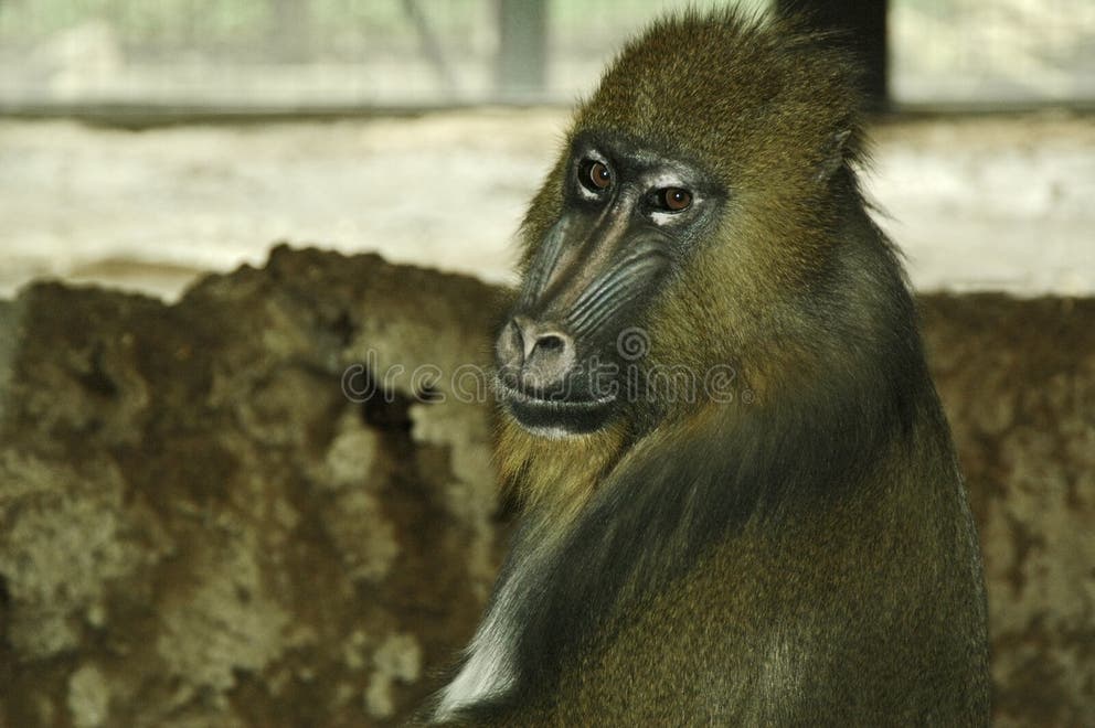 Female mandrills stock image. Image of monkey, african - 3769609