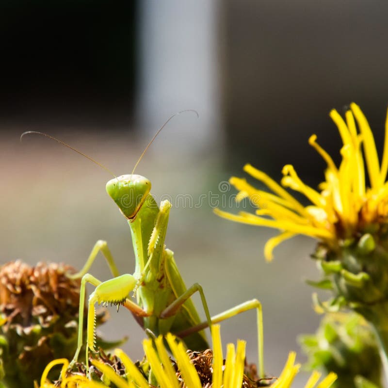 The Female Mantis Religios. Predatory Insects Mantis Stock Photo ...