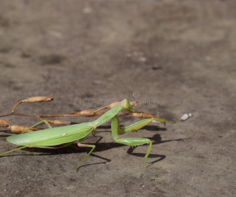 The Female Mantis Religios. Predatory Insects Mantis Stock Photo ...