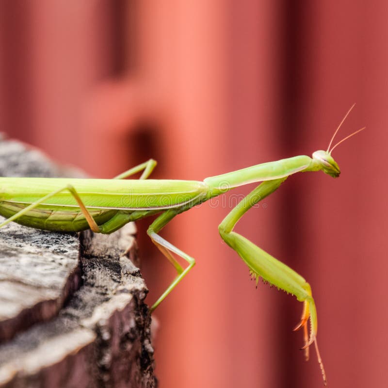 Female Mantis Sits on a Tree Stump. Insect Predator Stock Image - Image ...