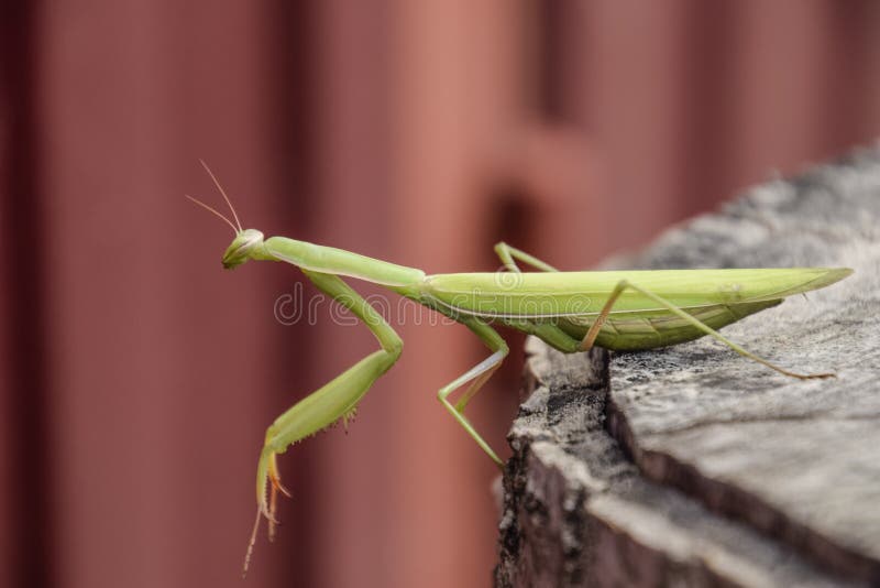 Female Mantis Sits on a Tree Stump. Insect Predator Mantis. Stock Image ...