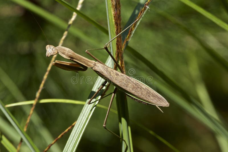 Female mantis stock image. Image of antennae, female - 61172013