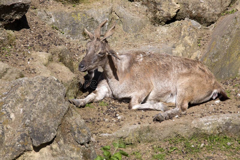 Markhor Goat Twisted Horns Stock Photos - Free & Royalty-Free Stock ...