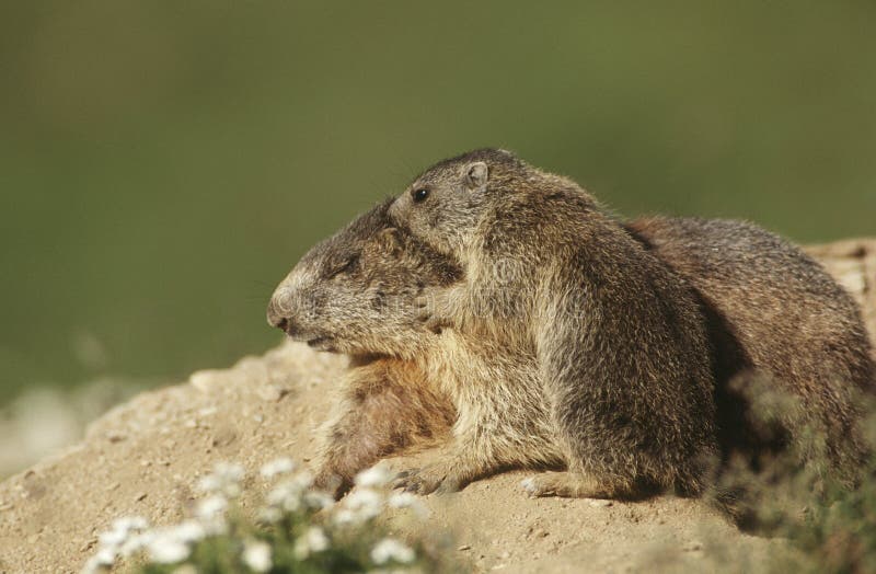 Baby marmot close-up stock image. Image of mammal, beautiful - 11384833