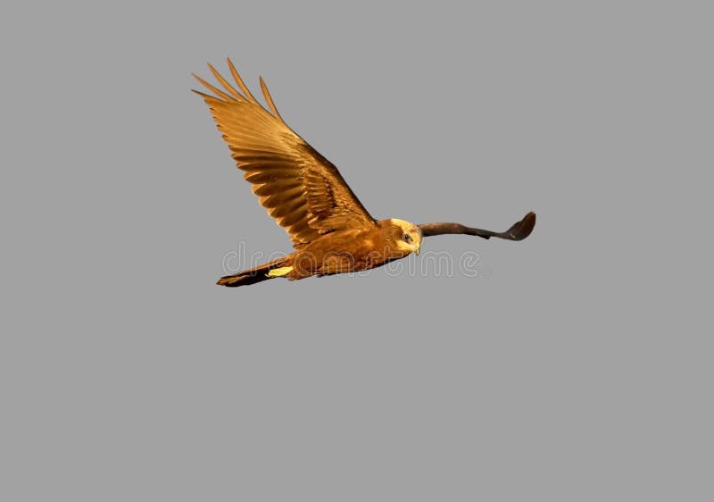 Female Marsh Harrier in Flight Stock Photo - Image of harrier, powerful ...