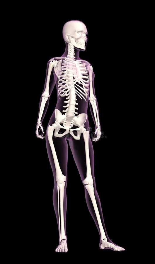 Female medical skeleton stock illustration. Illustration of human ...