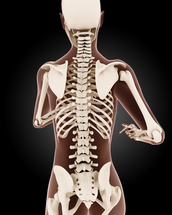 Female Skeleton from Behind Stock Illustration - Illustration of health ...