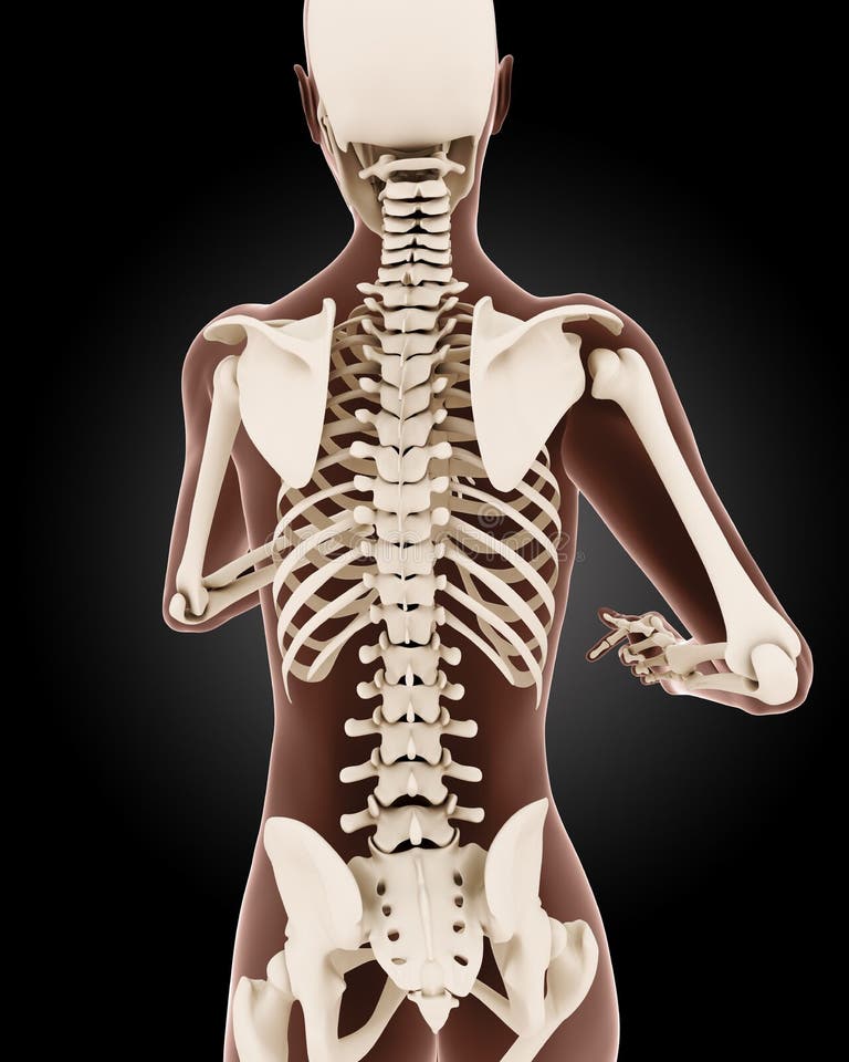 Render Female Medical Skeleton Close Up Spine Stock Illustrations – 9 ...