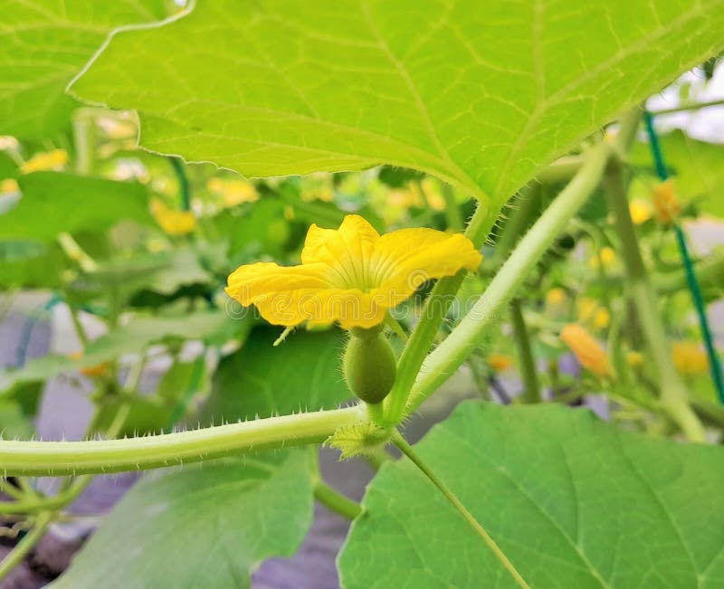 Female Melon Flowers stock photo. Image of beautiful - 289215052