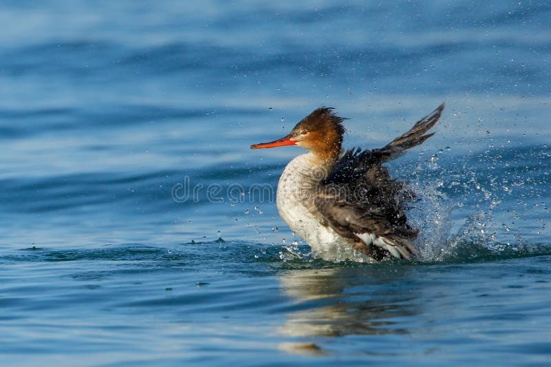 Female Merganser (Mergus Merganser) Stock Photo - Image of ocean, water ...