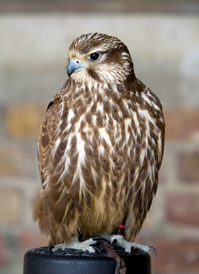 Female Merlin stock image. Image of talons, birds, bird - 3132927