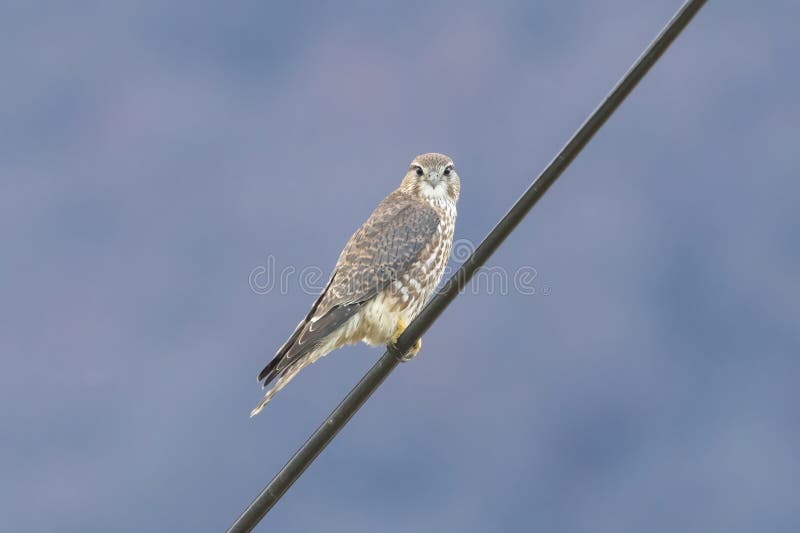 Female Merlin on a Electrical Wire Stock Photo - Image of wire, hawk ...