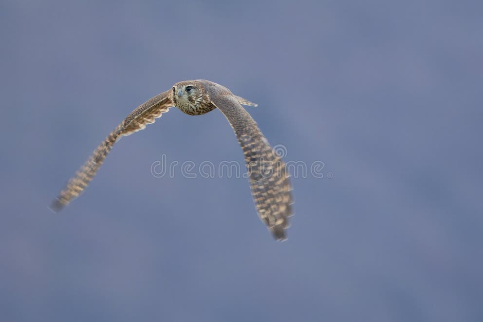 Female Merlin in flying stock image. Image of wildlife - 301339755